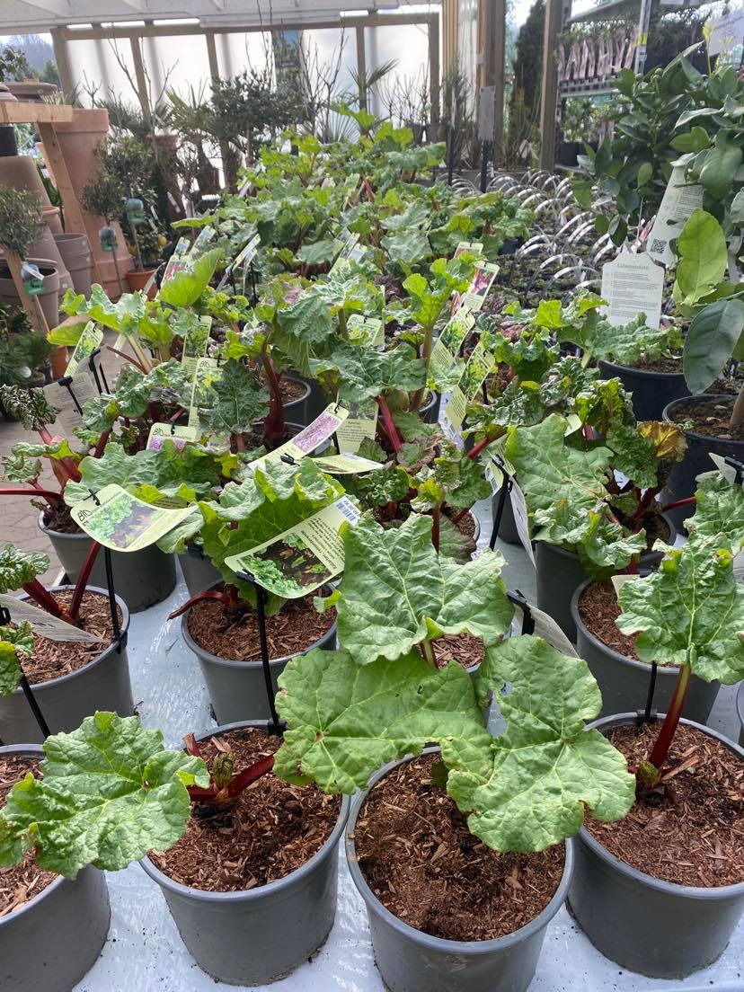 Dyrkning af rabarber - Gug Planteskole